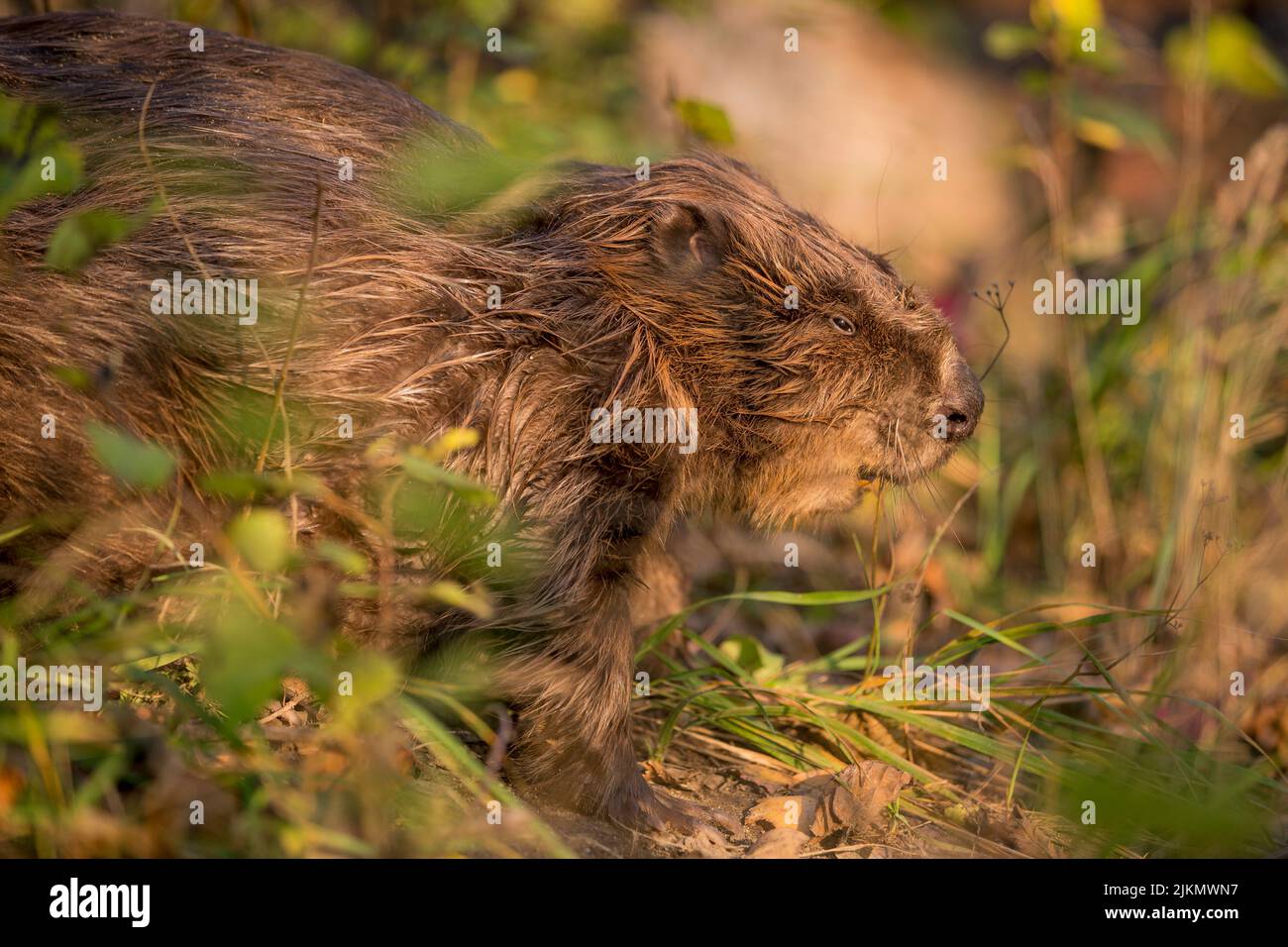 Close up of European beaver staing on the coast directing to water ...