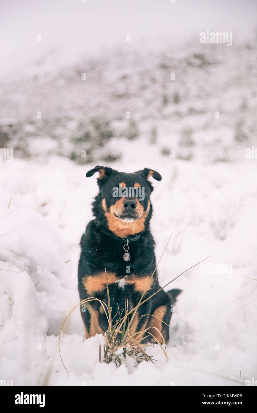 Cute rottweiler puppy white background hi-res stock photography and ...