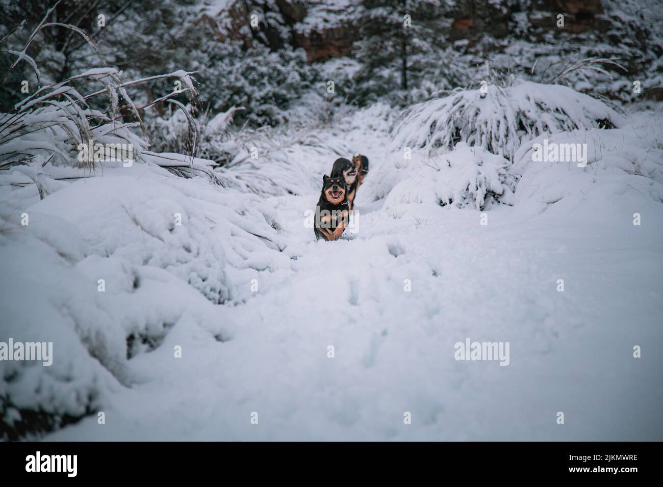 Australian kelpie dog hi-res stock photography and images - Alamy