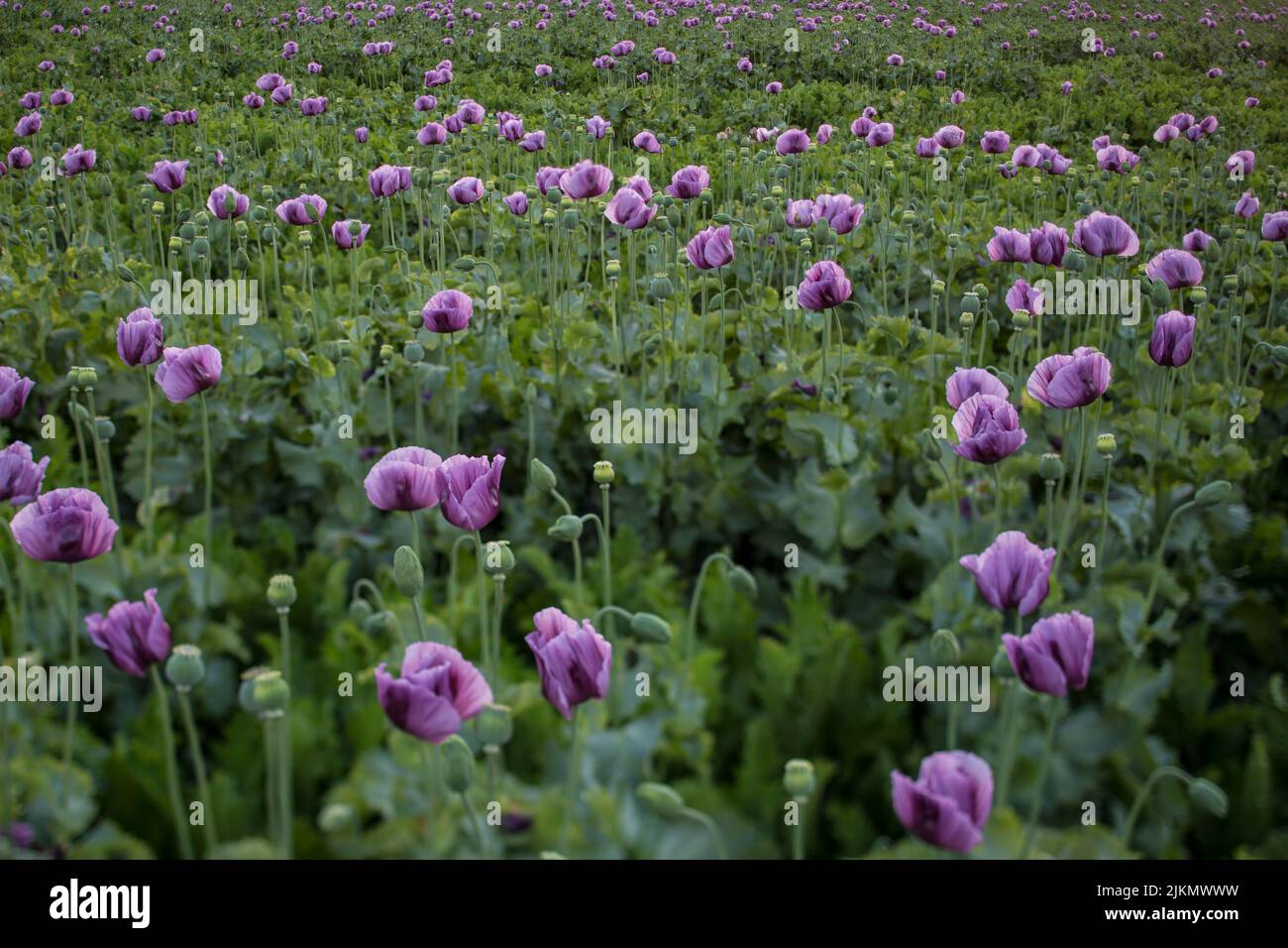 Flat poppy hi-res stock photography and images - Alamy