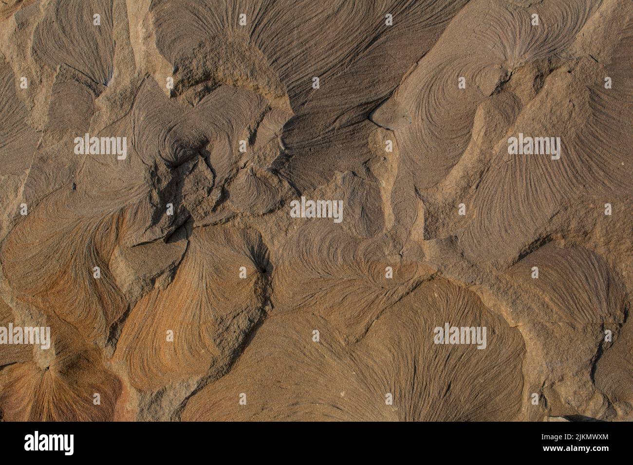 Fosil footprint Zoophycos isp. Bzová (paleogen Stock Photo - Alamy