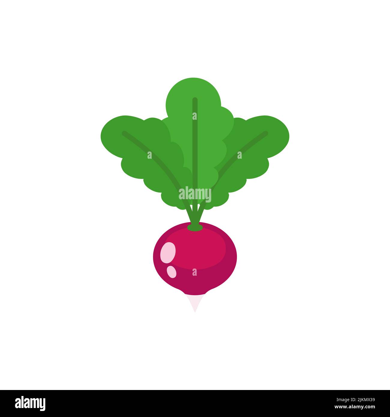 Radish isolated. vegetable garden plant Vector illustration Stock ...