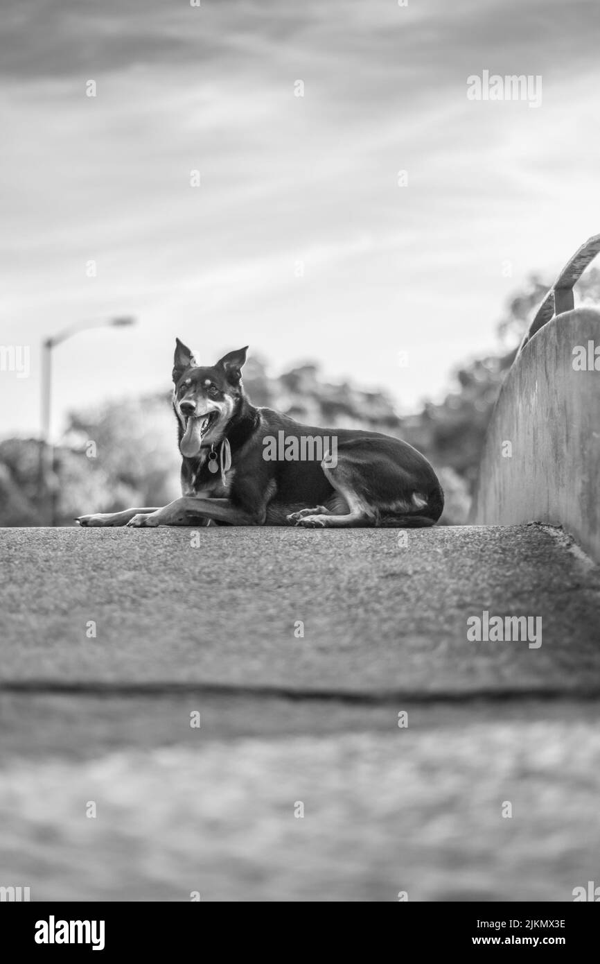 Dog with blur background Black and White Stock Photos & Images - Alamy