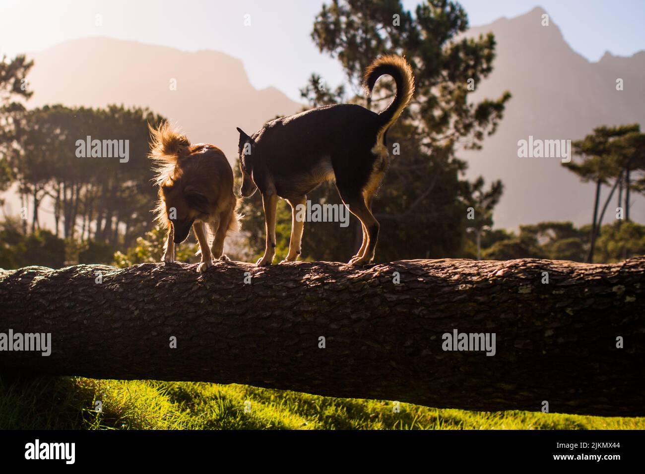 Two dogs german shepherd hi-res stock photography and images - Alamy