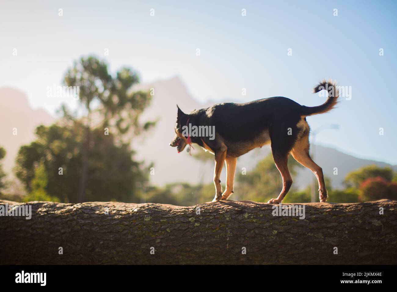 German shepherd by tree hi-res stock photography and images - Alamy