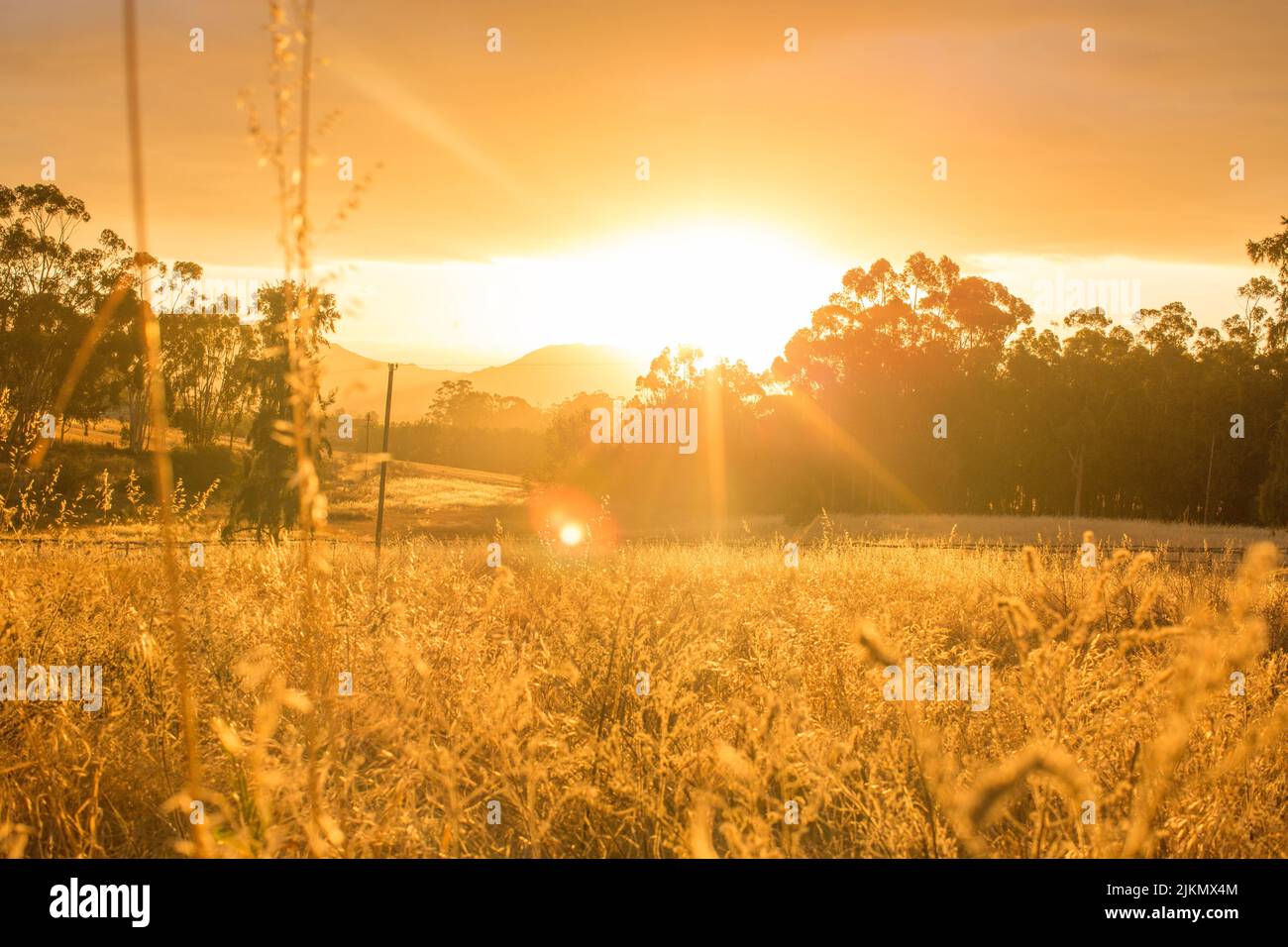 Grassy Field Sunset