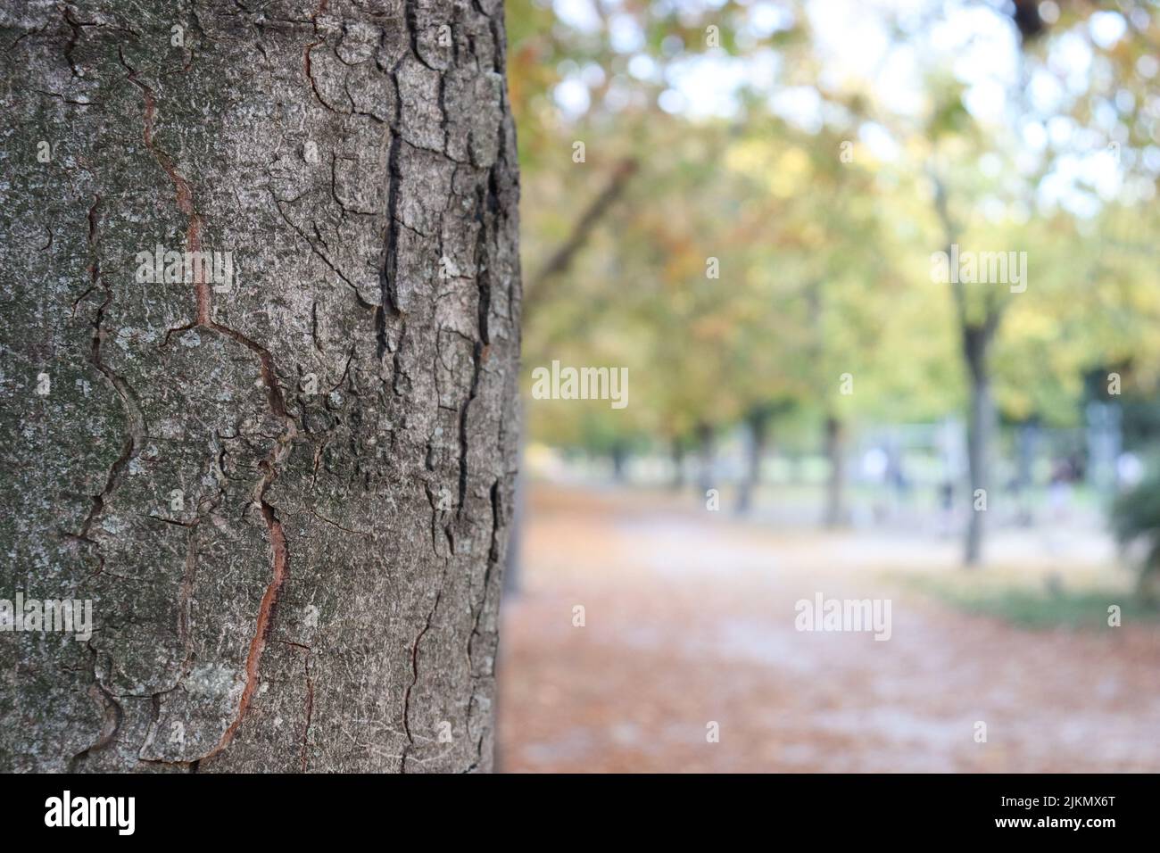 A half of tree and park in autumn Stock Photo - Alamy