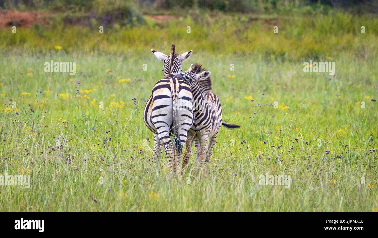 Couple zebra hi-res stock photography and images - Alamy