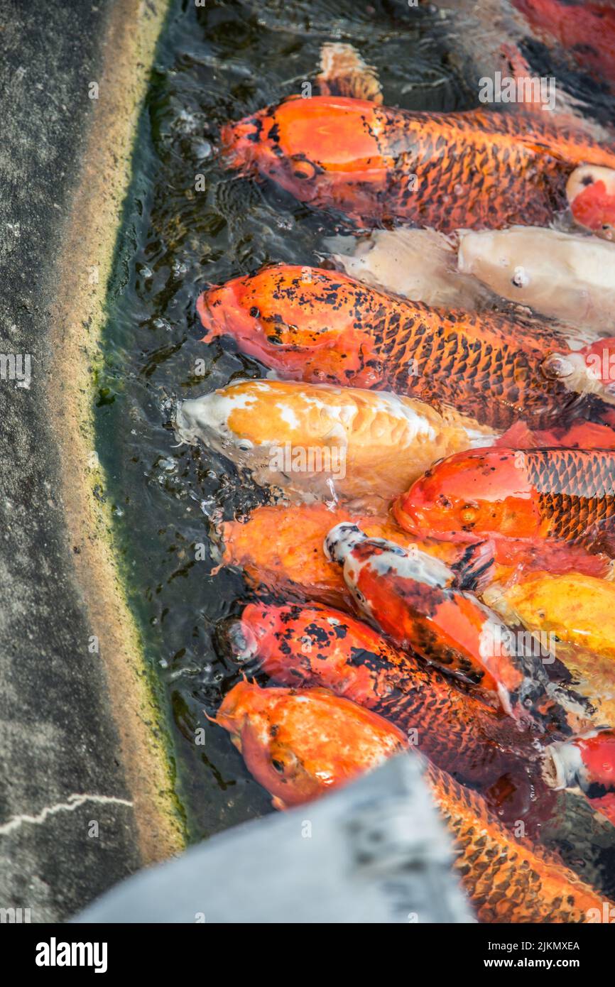 Asian carp hi-res stock photography and images - Alamy