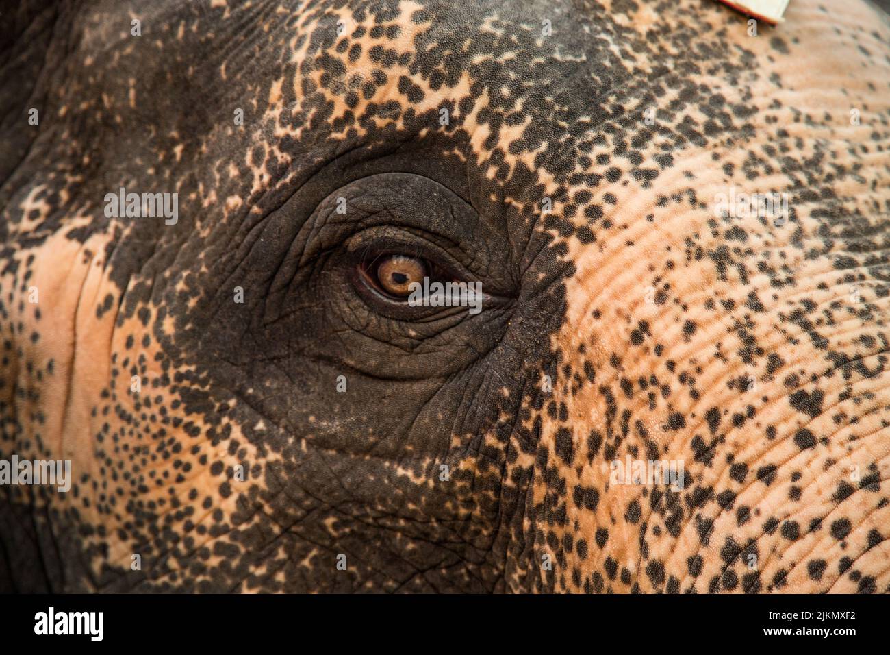A close-up of the elephant eye Stock Photo - Alamy