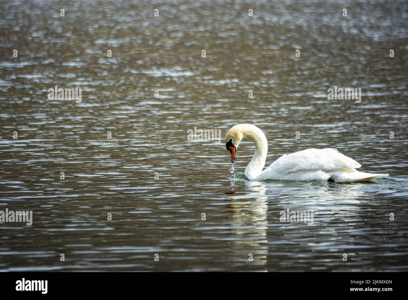 A graceful lone swan swimming in the Amper River, Germany Stock Photo ...