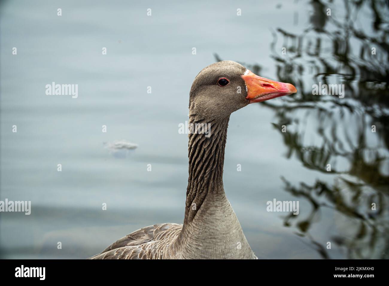 A close-up of an adorable duck swimming in the Amper River, Germany ...