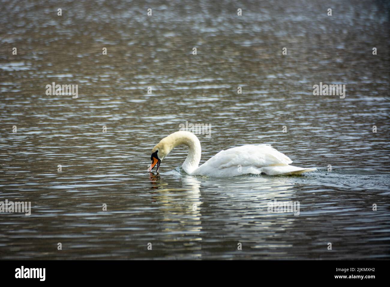 A graceful lone swan swimming in the Amper River, Germany Stock Photo ...