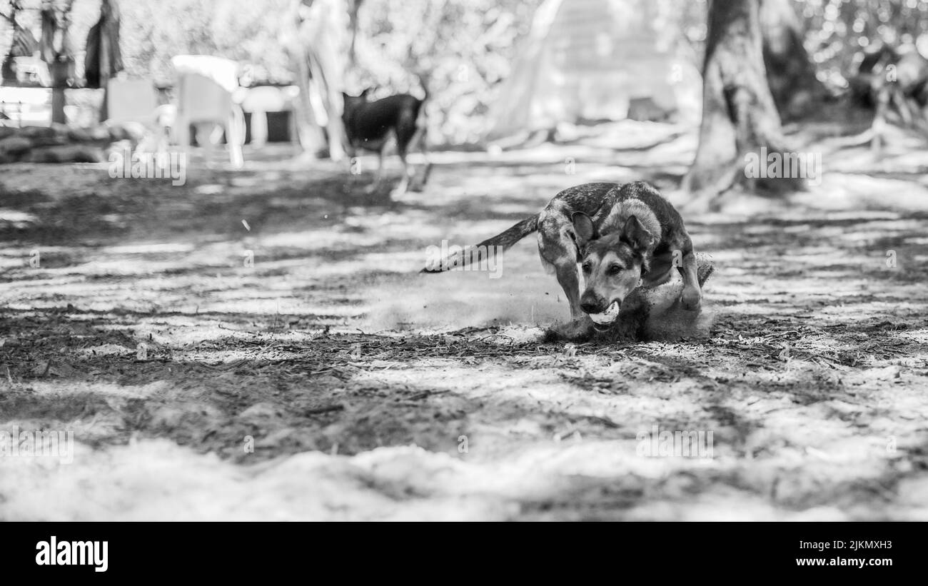 Cute dog playing in a park hi-res stock photography and images - Alamy