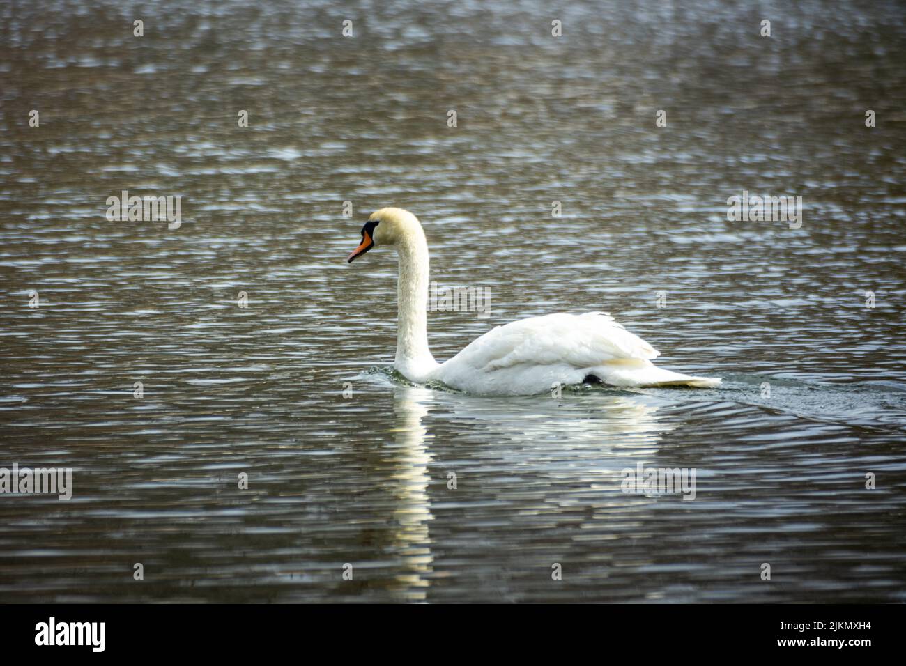 A graceful lone swan swimming in the Amper River, Germany Stock Photo ...