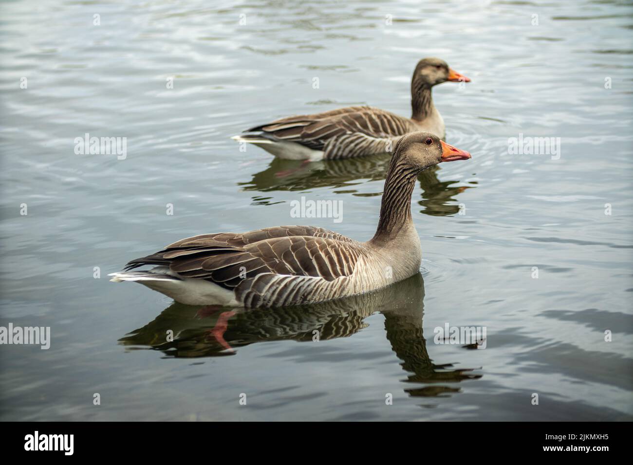 Two adorable ducks swimming in the Amper River, Germany Stock Photo - Alamy