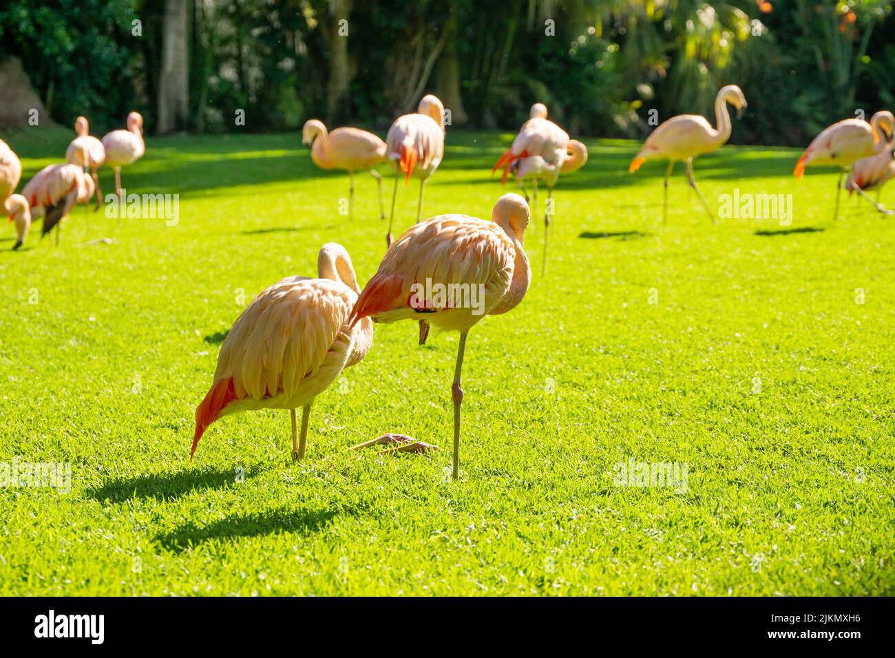 Beautiful view many flamingos hi-res stock photography and images - Alamy