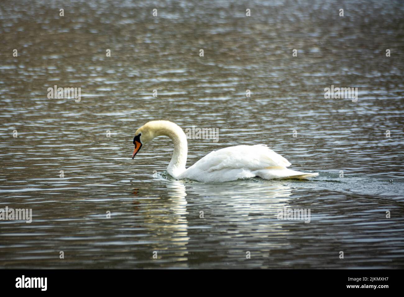 A graceful lone swan swimming in the Amper River, Germany Stock Photo ...