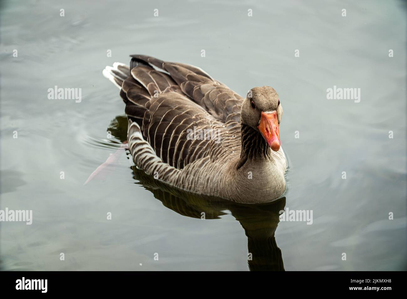 A close-up of an adorable duck swimming in the Amper River, Germany ...