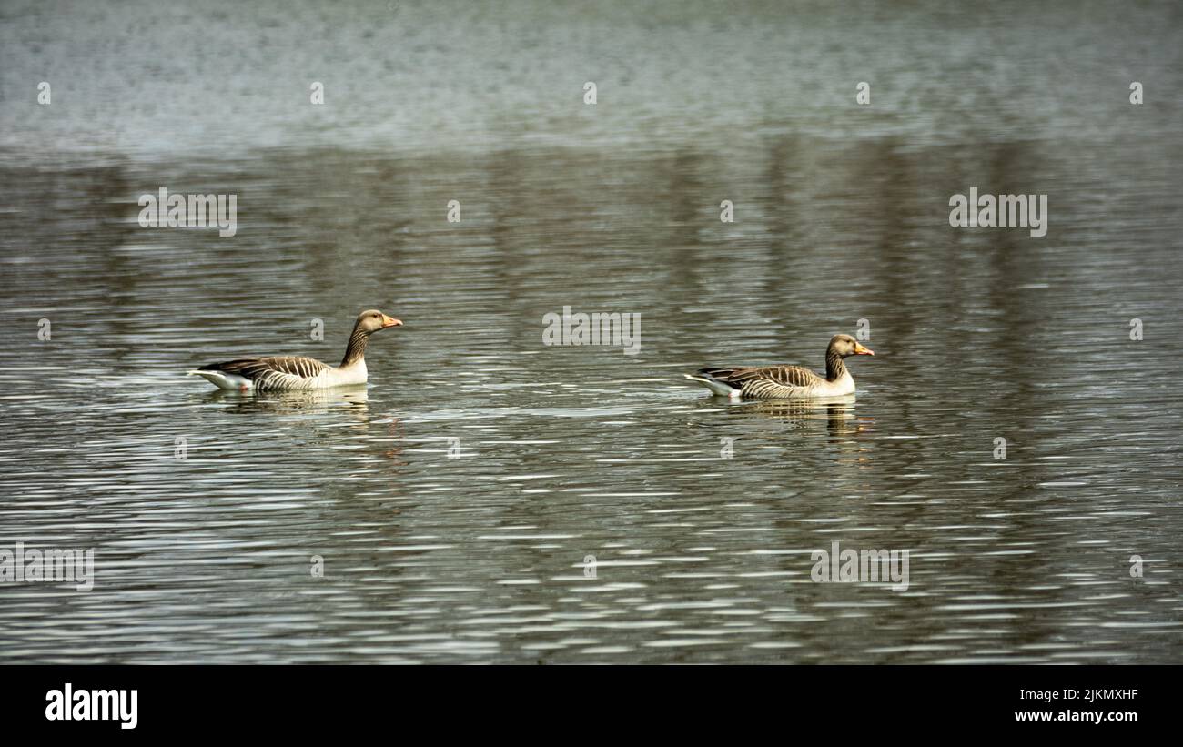 Two adorable ducks swimming in the Amper River, Germany Stock Photo - Alamy