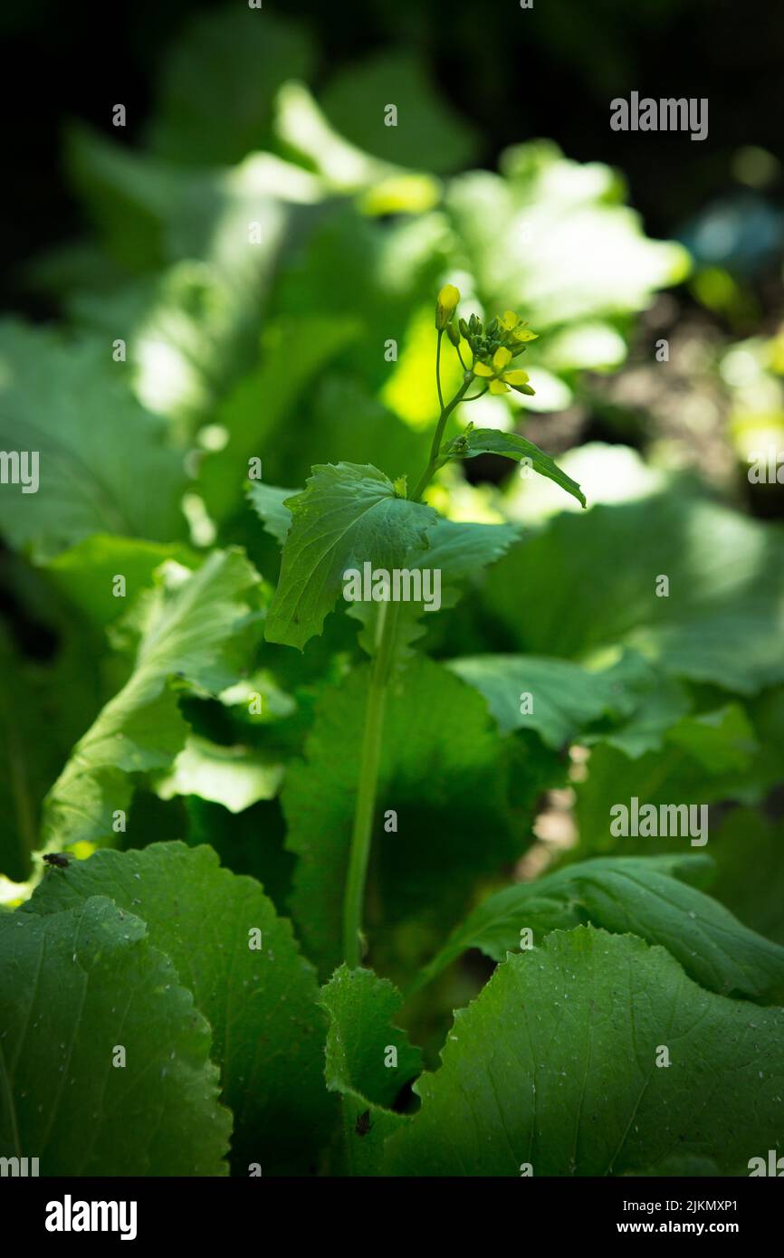 Cabbage flower hi-res stock photography and images - Alamy