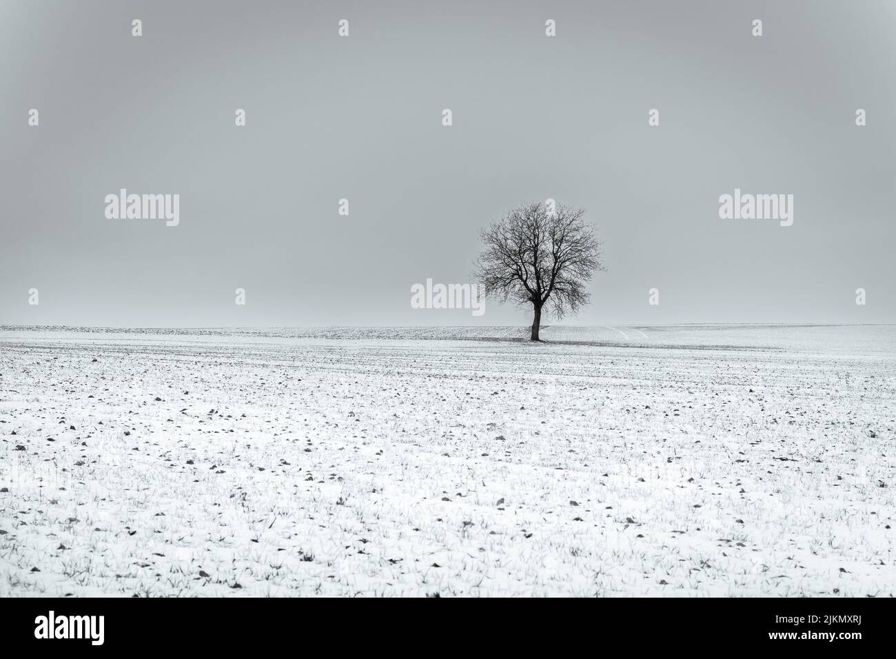 A wallpaper of alone tree in empty fields at winter Stock Photo - Alamy