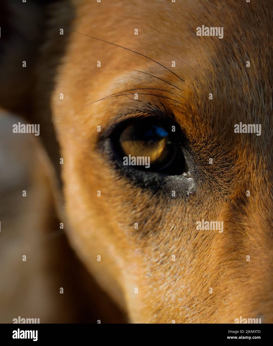 Cute closup hi-res stock photography and images - Alamy