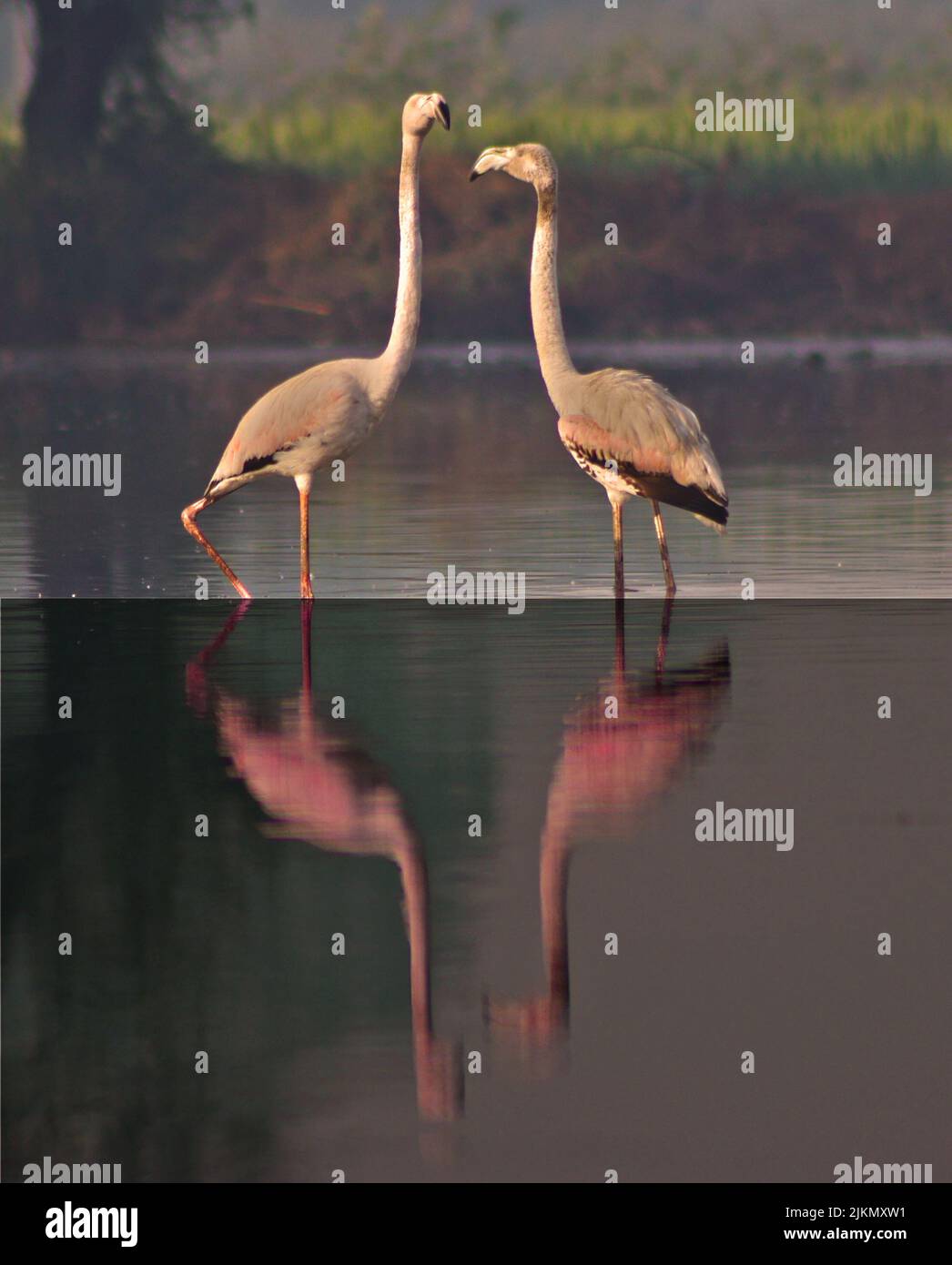 Vertical flamingos hi-res stock photography and images - Alamy