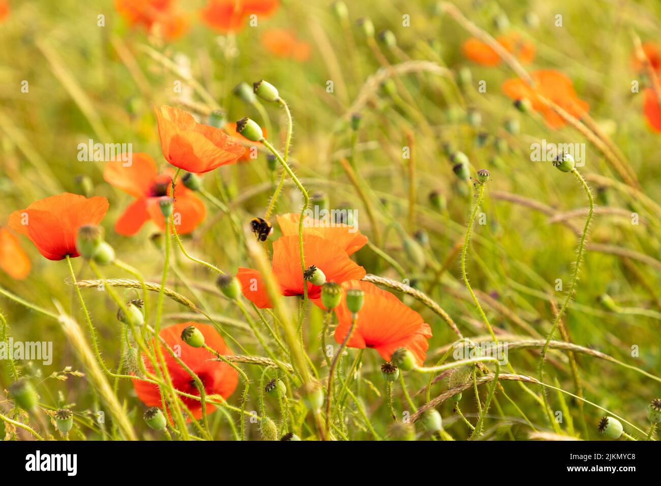 Red poppy flower field hi-res stock photography and images - Alamy