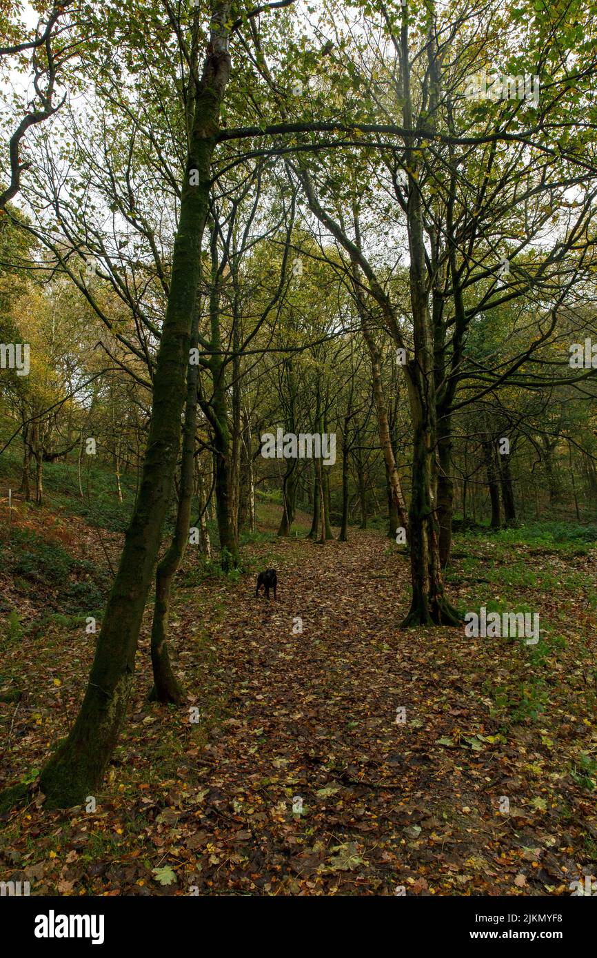 A vertical shot of the beautiful forest at the beginning of autumn ...