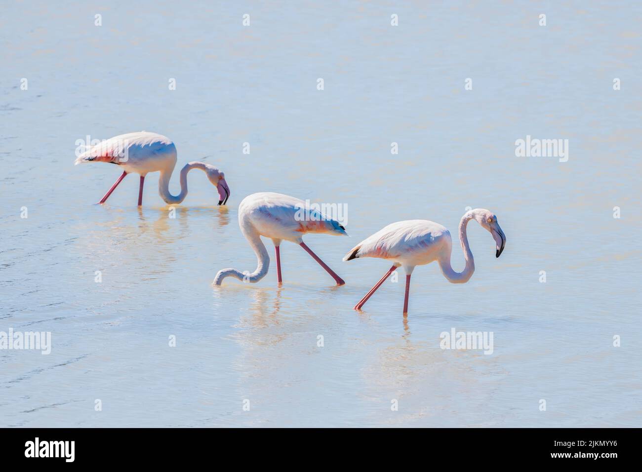 Cute Animals Drinking Water