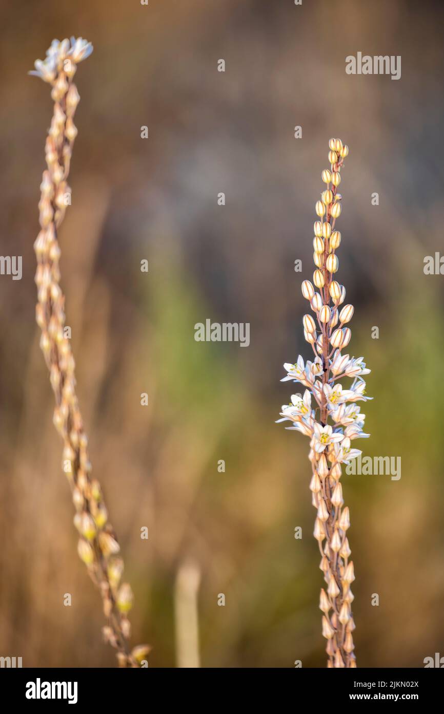 A vertical closeup shot of Drimia maritima flowers blooming on a blurry ...