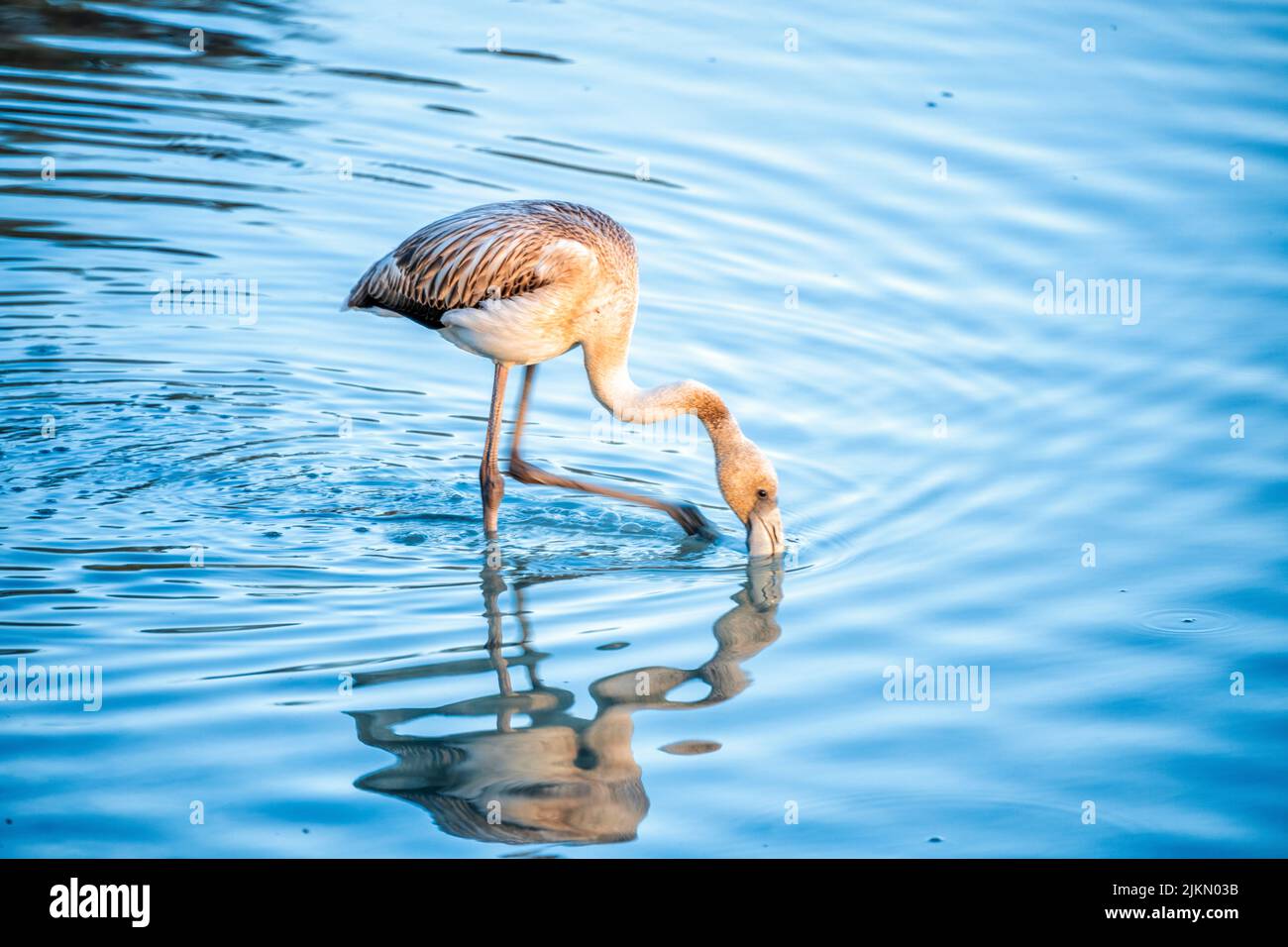 A beautiful Greater flamingo reflected on a body of water under the ...