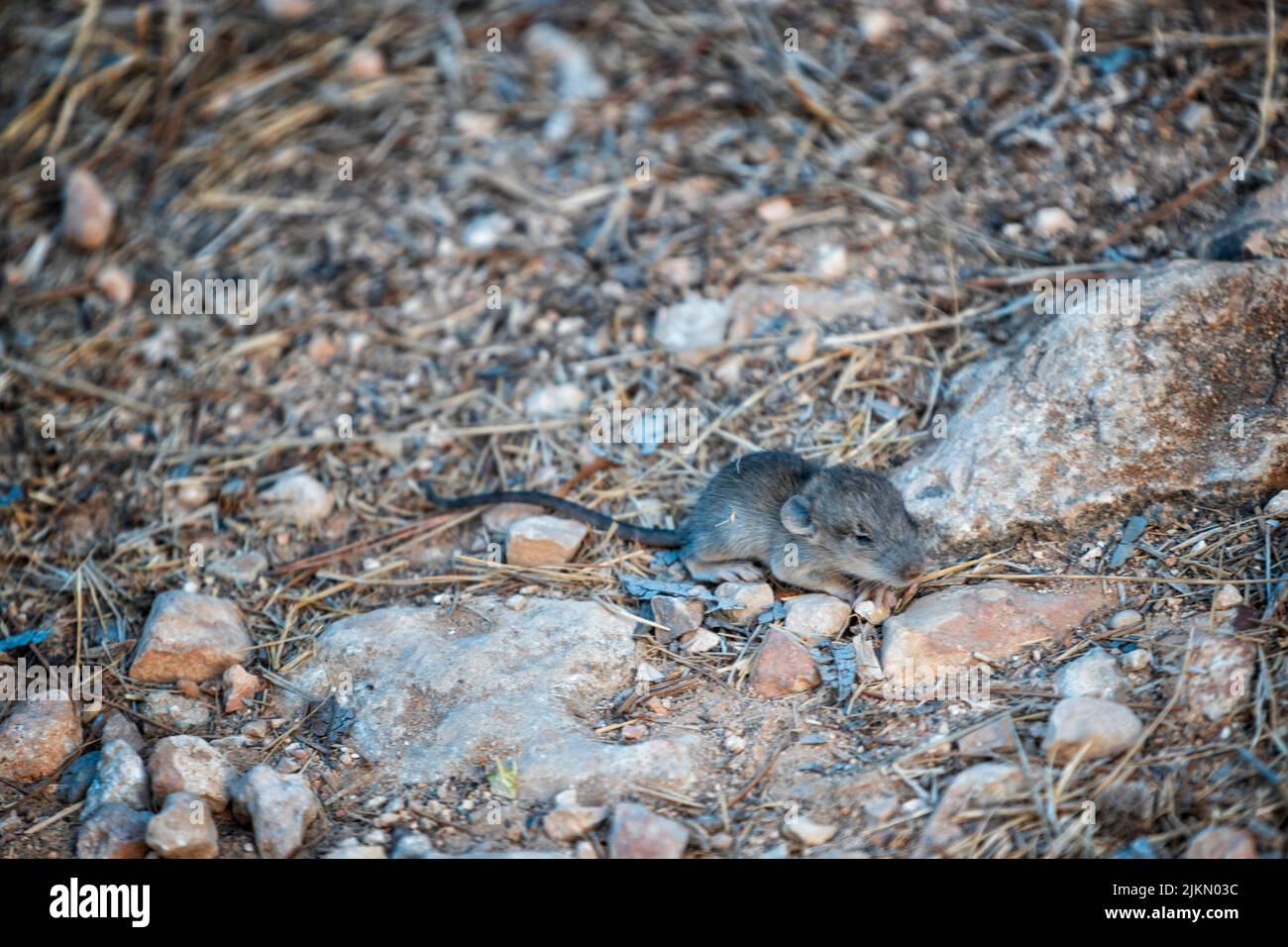 Ground rat hi-res stock photography and images - Alamy