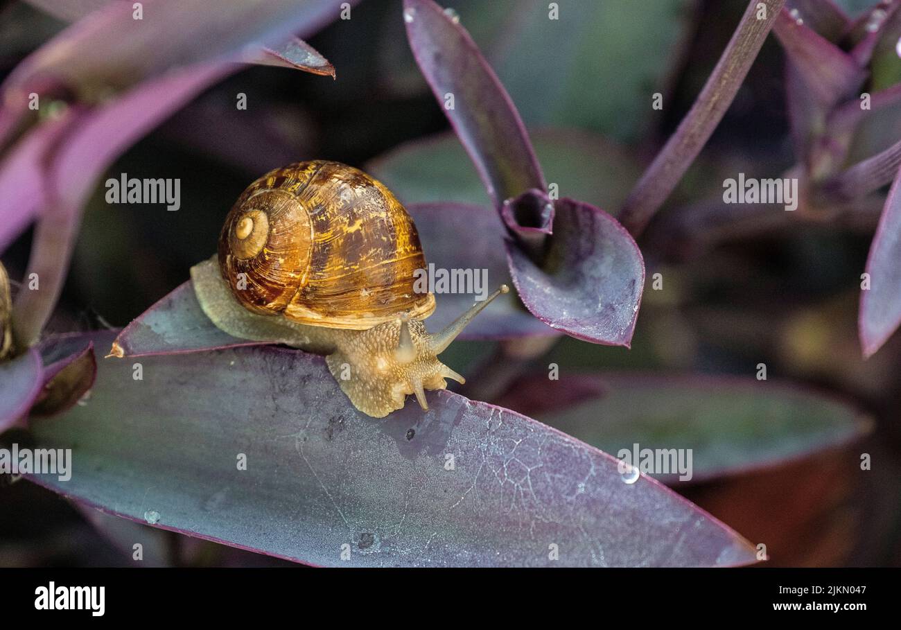 A Brown Garden Snail (Cornu aspersum) on a leaf at a garden in Sydney ...