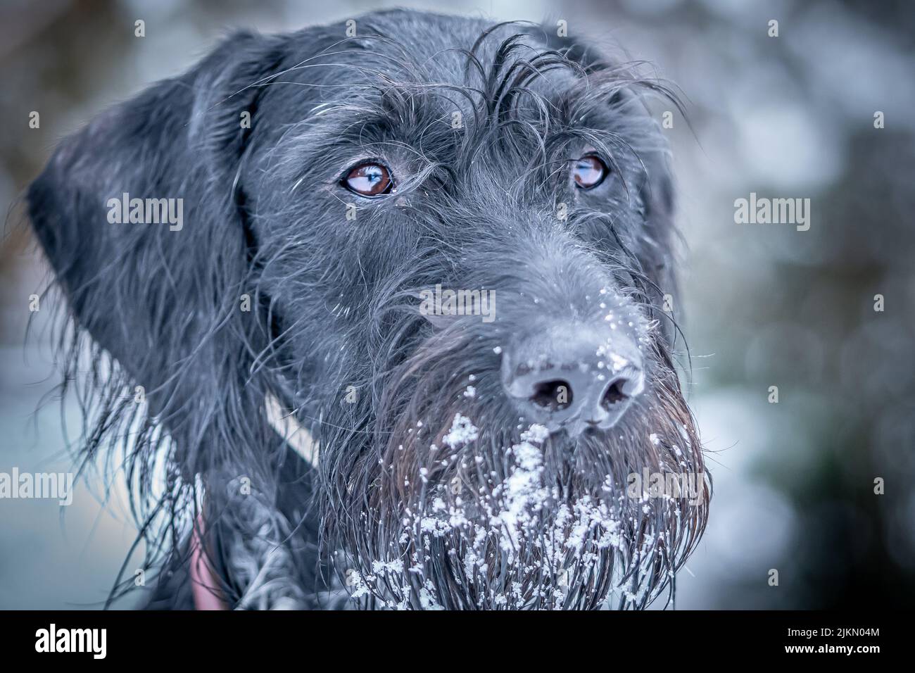 Black pointer dog hi-res stock photography and images - Alamy