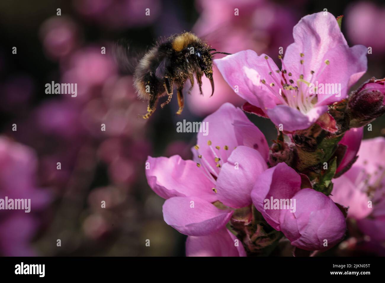 Insect pollinating plant hi-res stock photography and images - Alamy