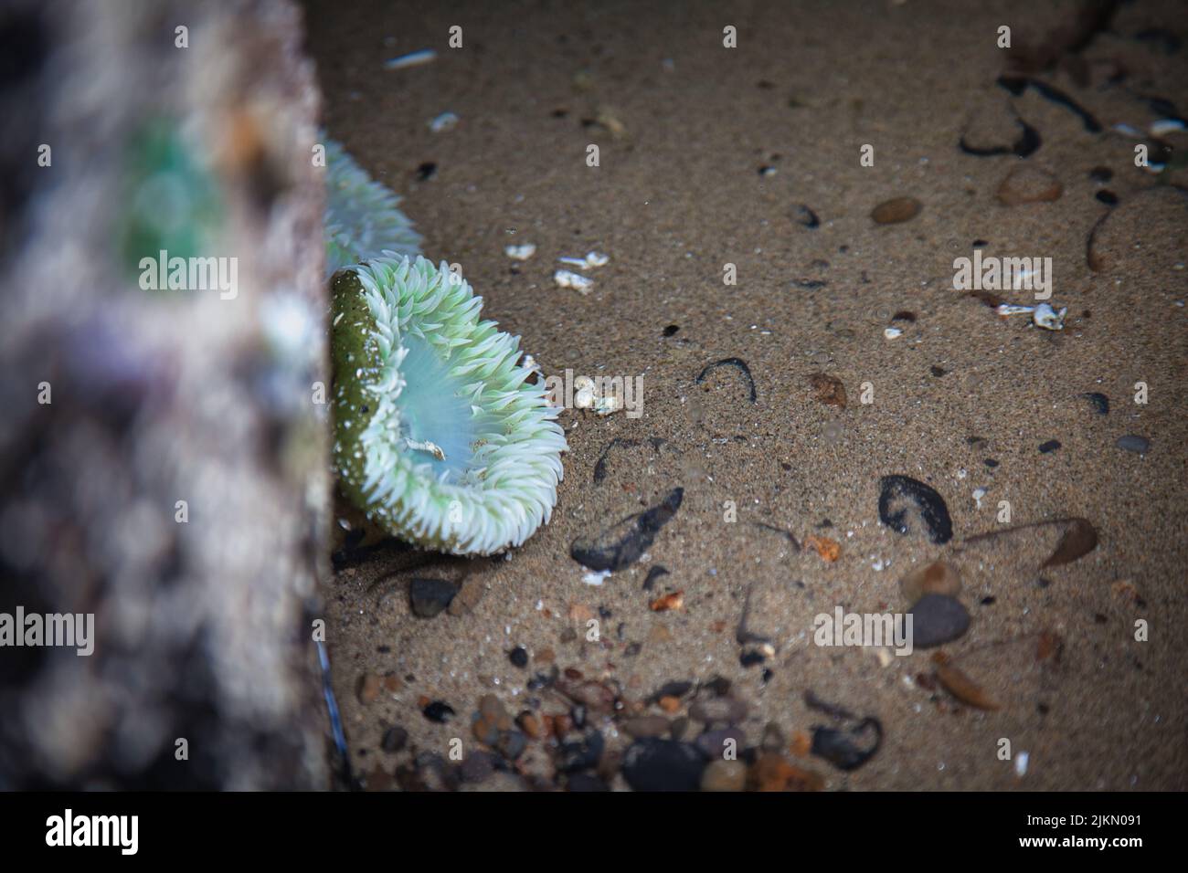 Light blue sea anemone hi-res stock photography and images - Alamy