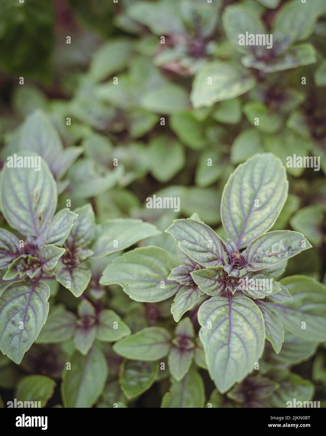 Toned photo of a blossom African blue basil ocimum kilimandscharicum ...