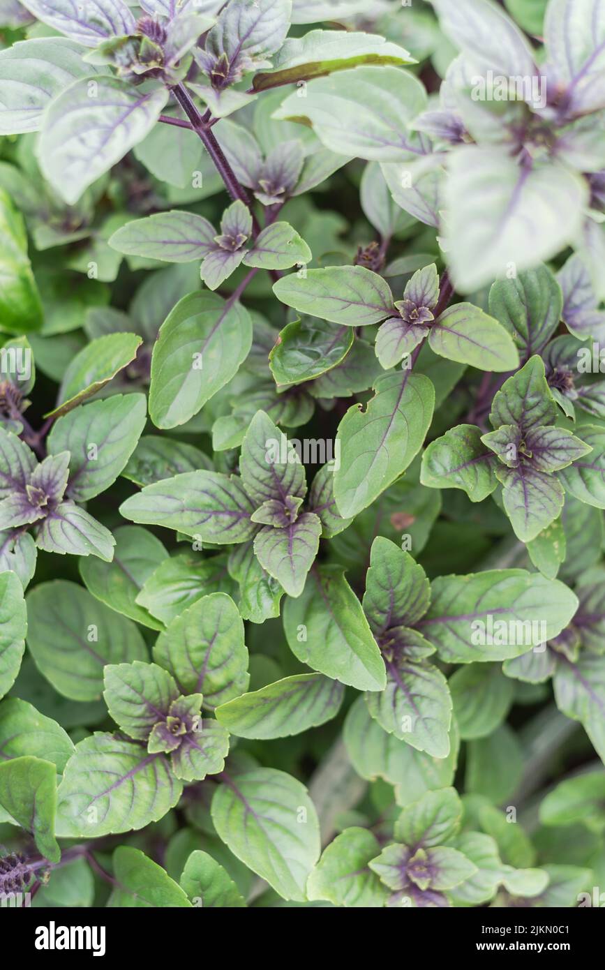 Full background blooming African blue basil ocimum kilimandscharicum ...