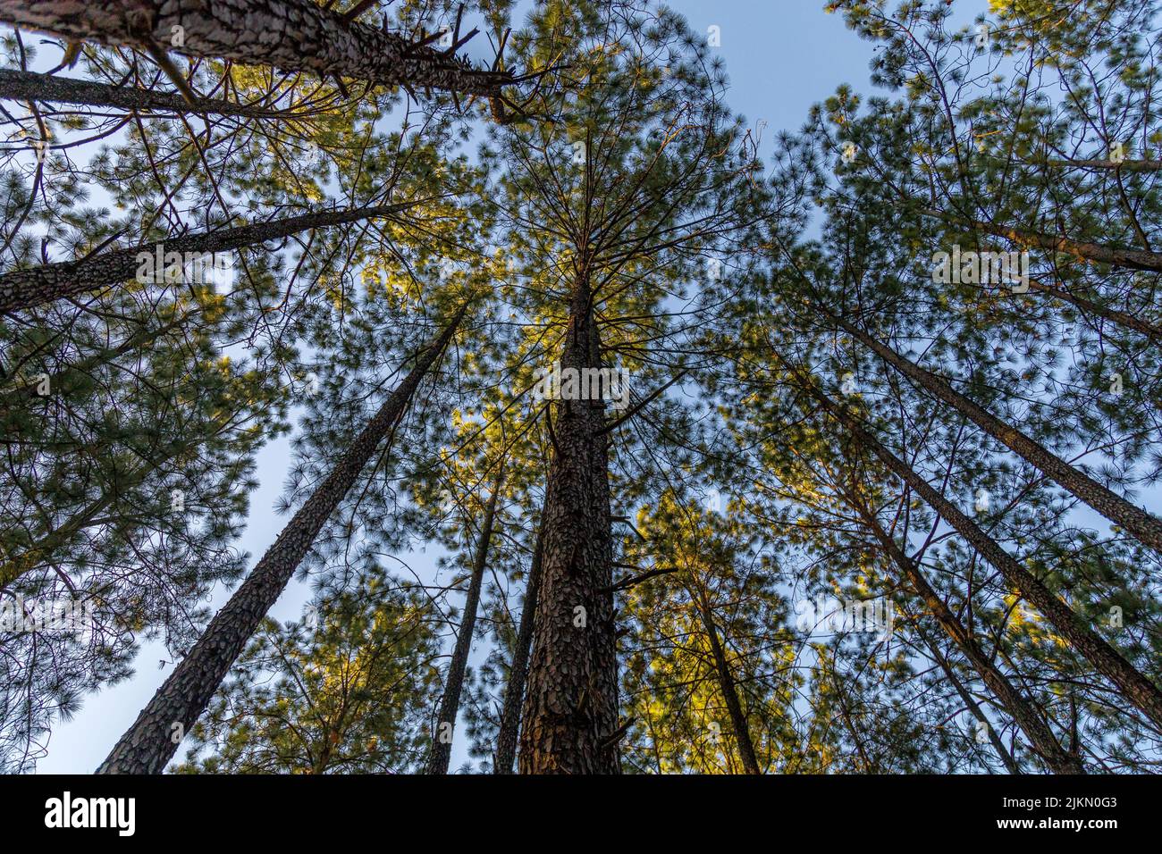 A low angle of tall trees in forest under a clear blue sky Stock Photo ...
