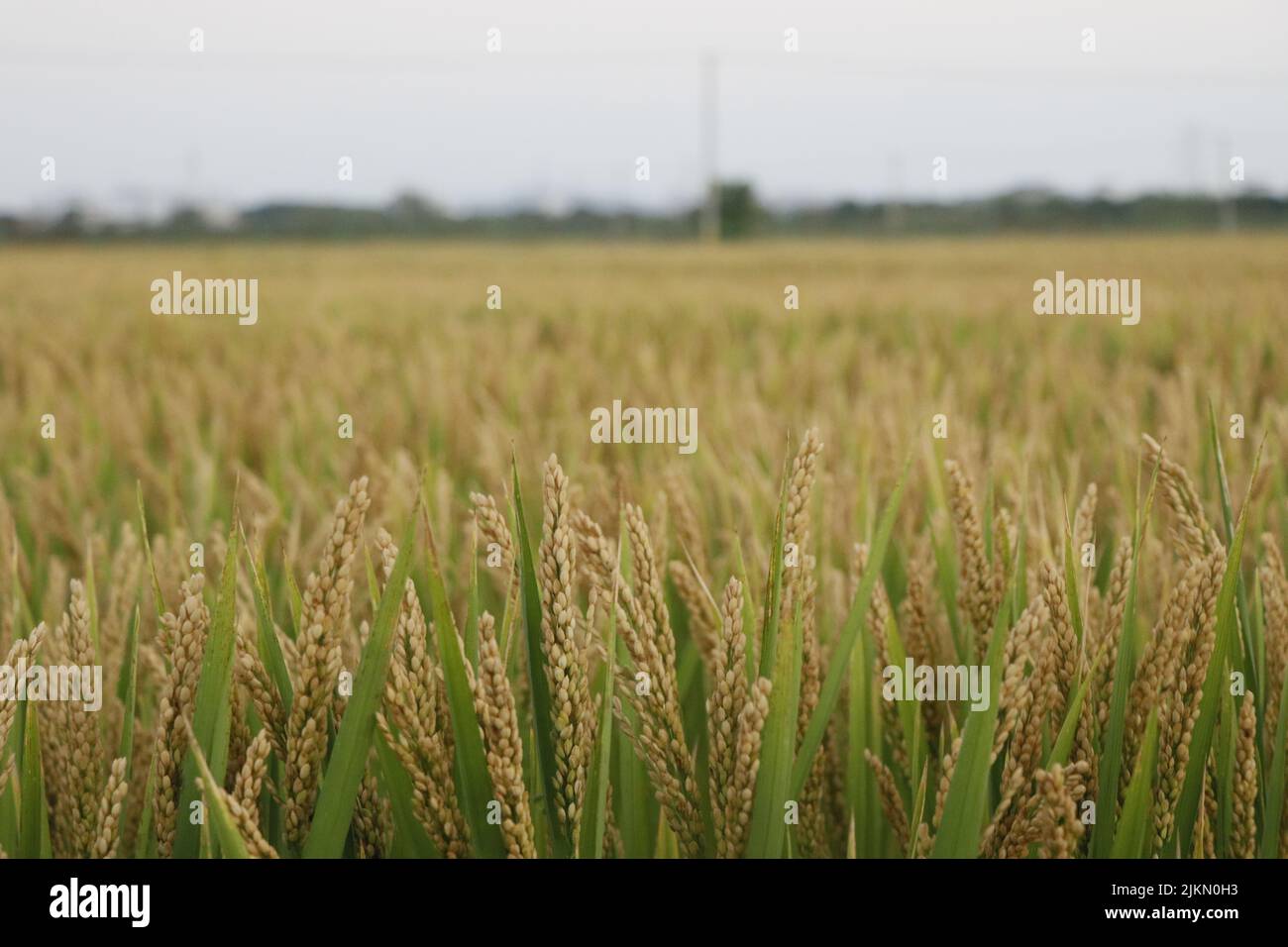 The rice plantations in a field on a blurred background Stock Photo - Alamy