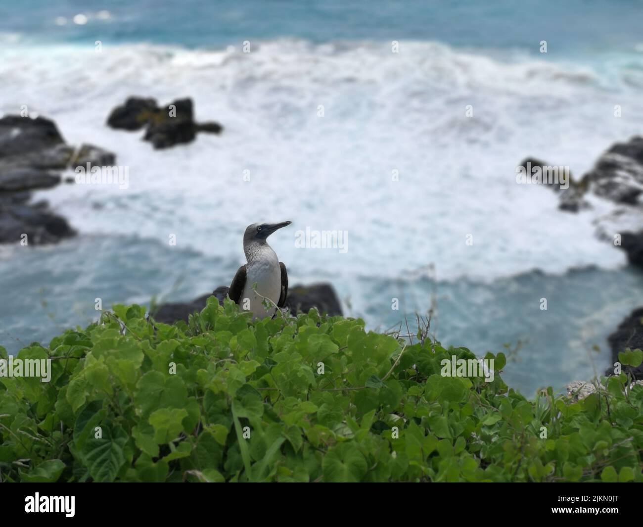 A blue-footed booby (sula nebouxii) bird on a cliff with the sea in the ...