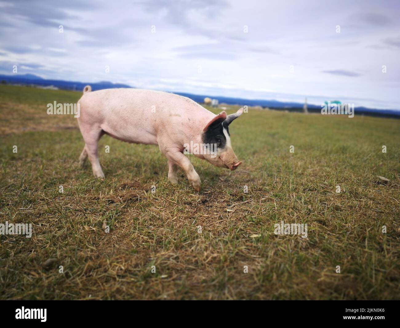 Sky and wildlife hi-res stock photography and images - Alamy