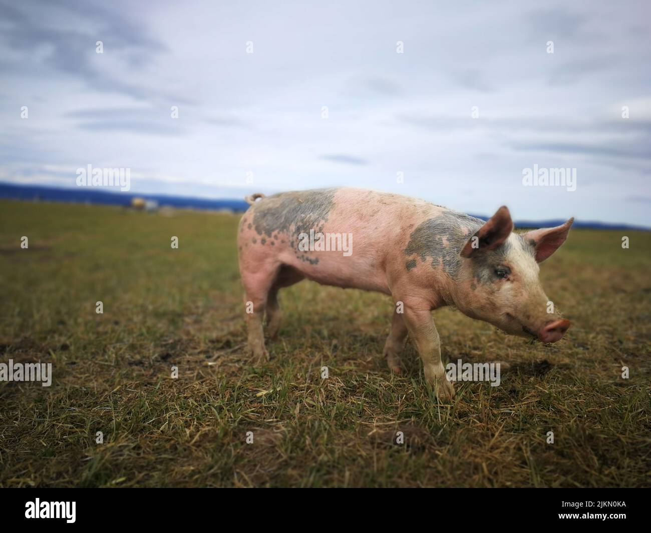 A pig on the pasture under a cloudy sky Stock Photo - Alamy