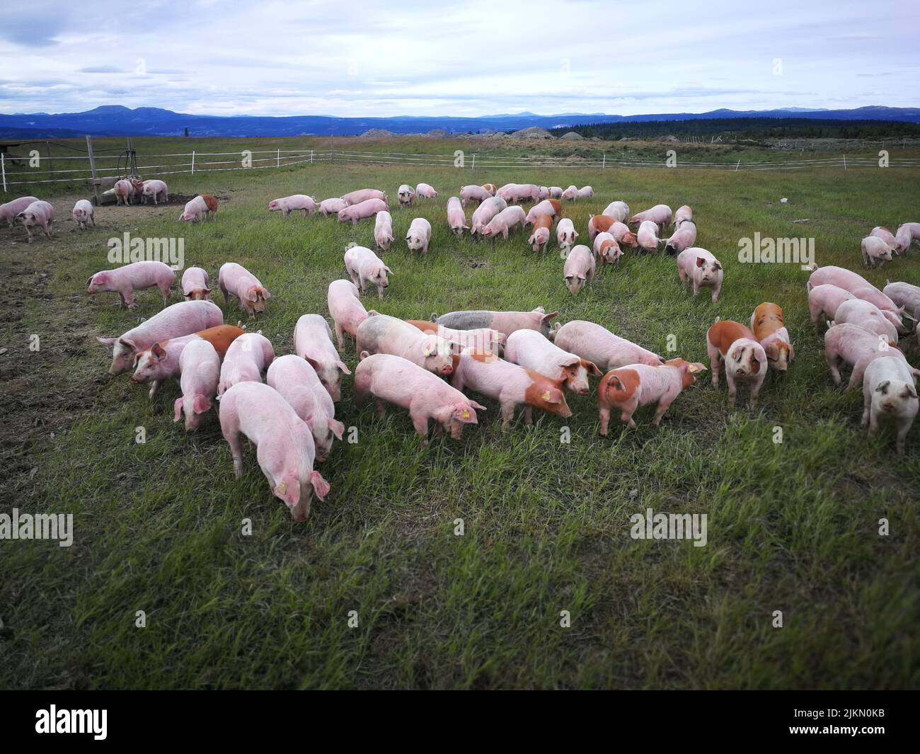 A herd of pigs on the pasture under a cloudy sky Stock Photo - Alamy