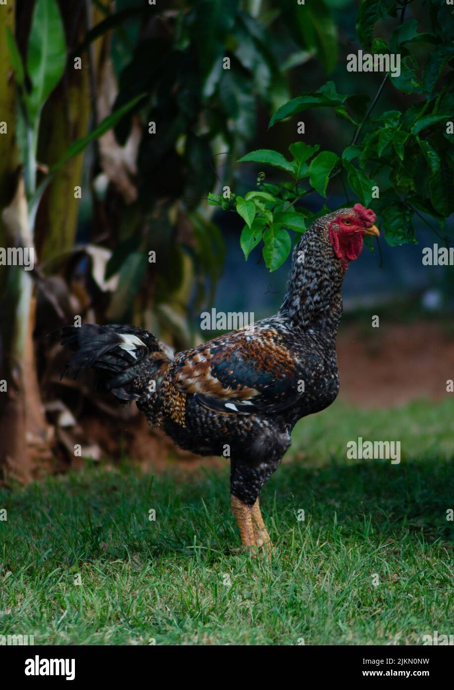 A vertical shot of a redneck chicken in a park Stock Photo - Alamy