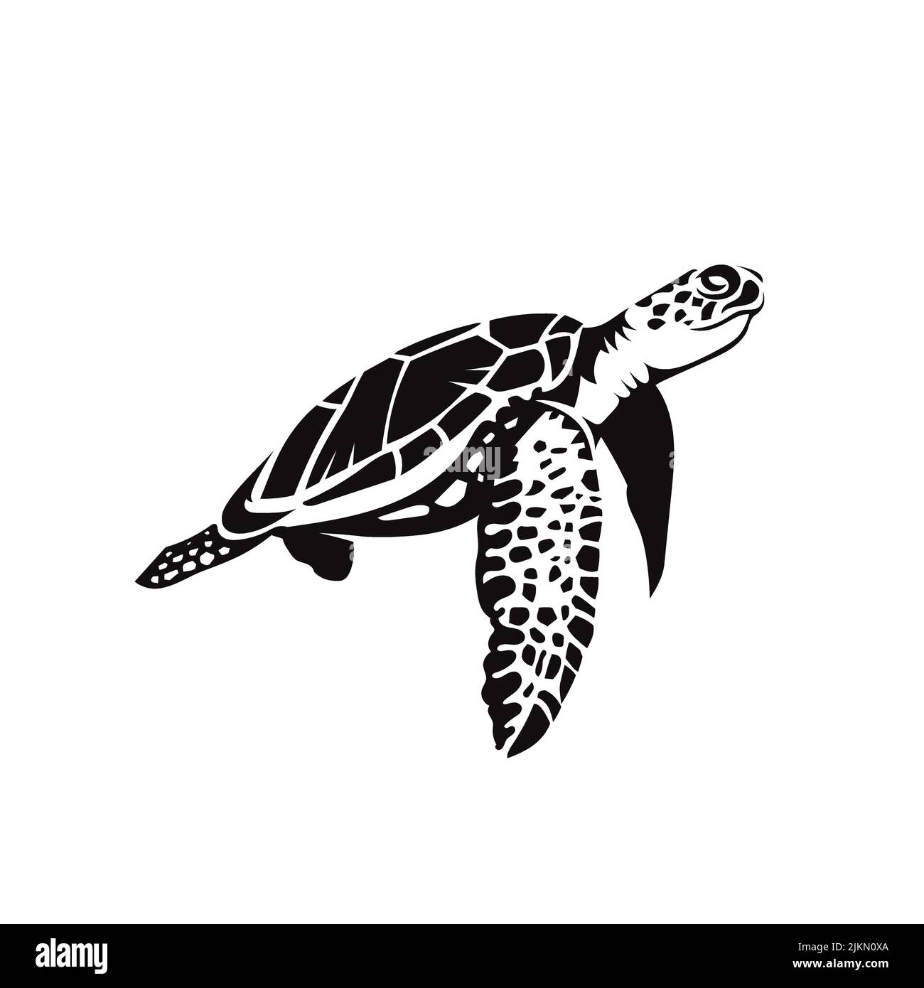 A beautiful black and white turtle isolated on the white background ...