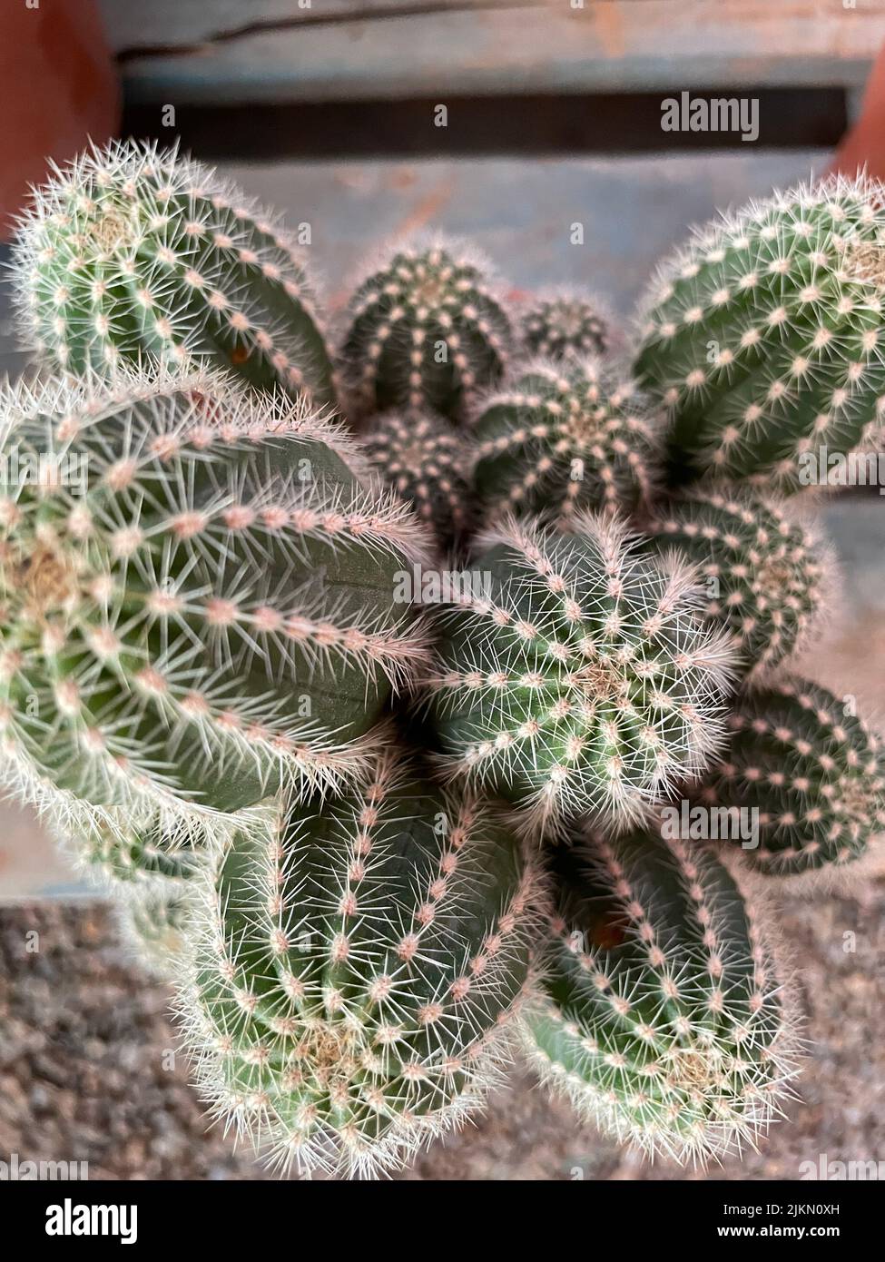 A vertical closeup shot of a cactus plant with sharp needles (Glochids ...