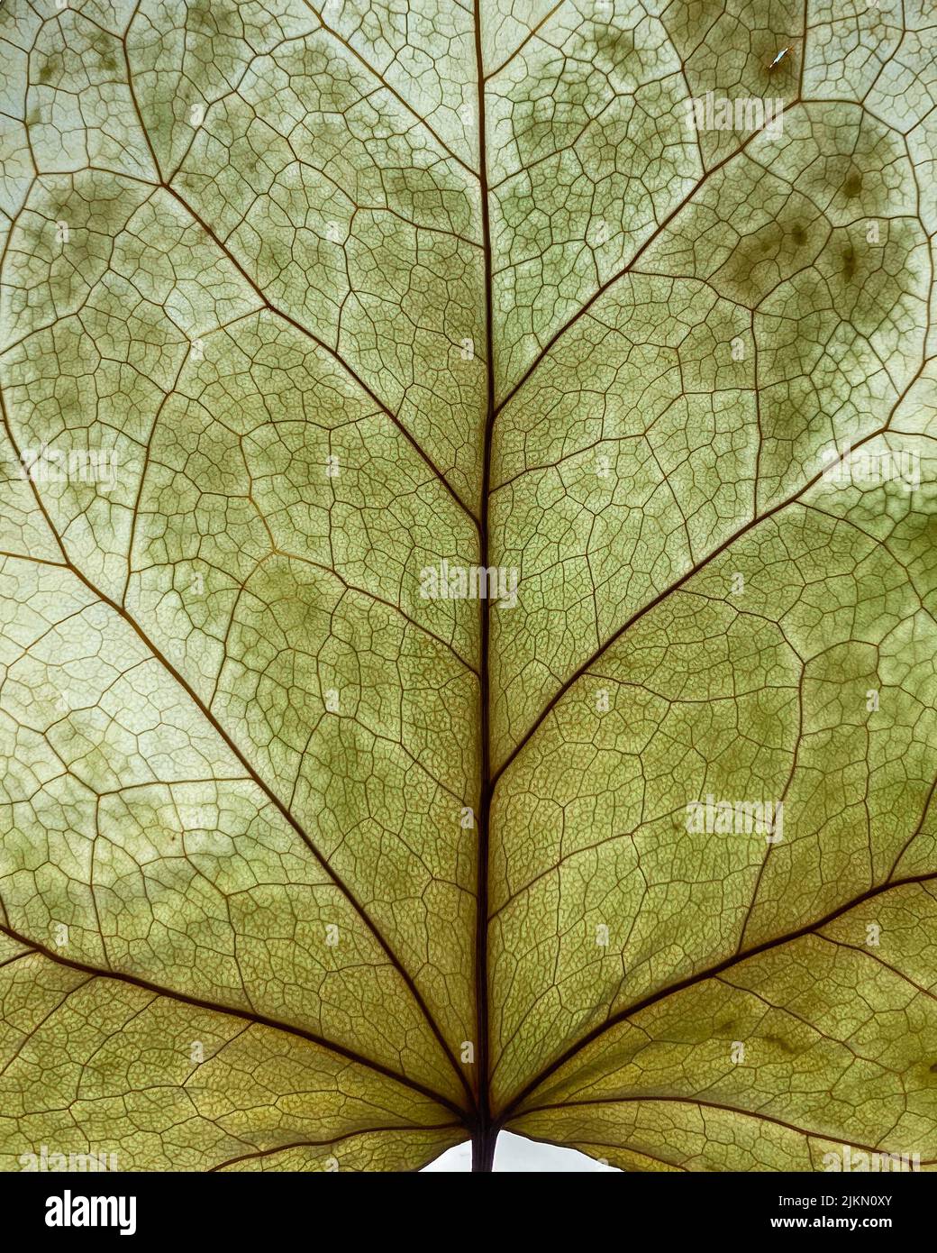A wallpaper and Leaf Textures Stock Photo - Alamy